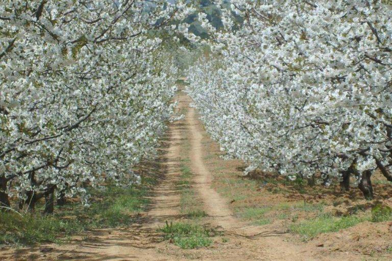 Canakkale – The Fruit Farm Group