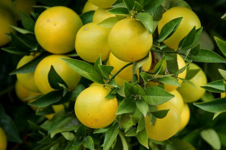 Uruguay – The Fruit Farm Group